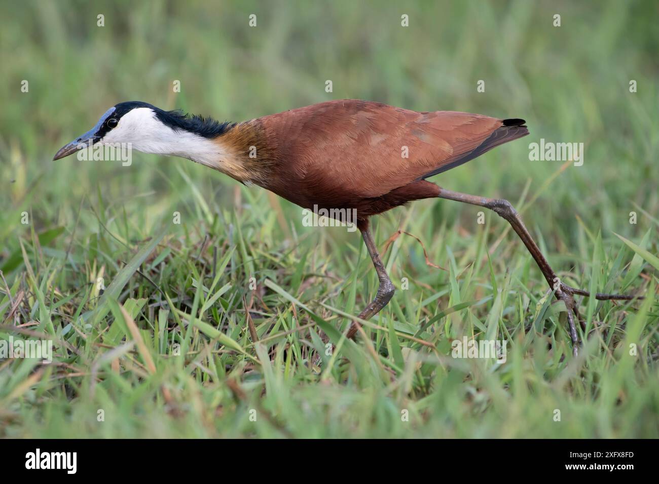 African jacana (Actophilornis africanus), Gambia Stock Photo - Alamy
