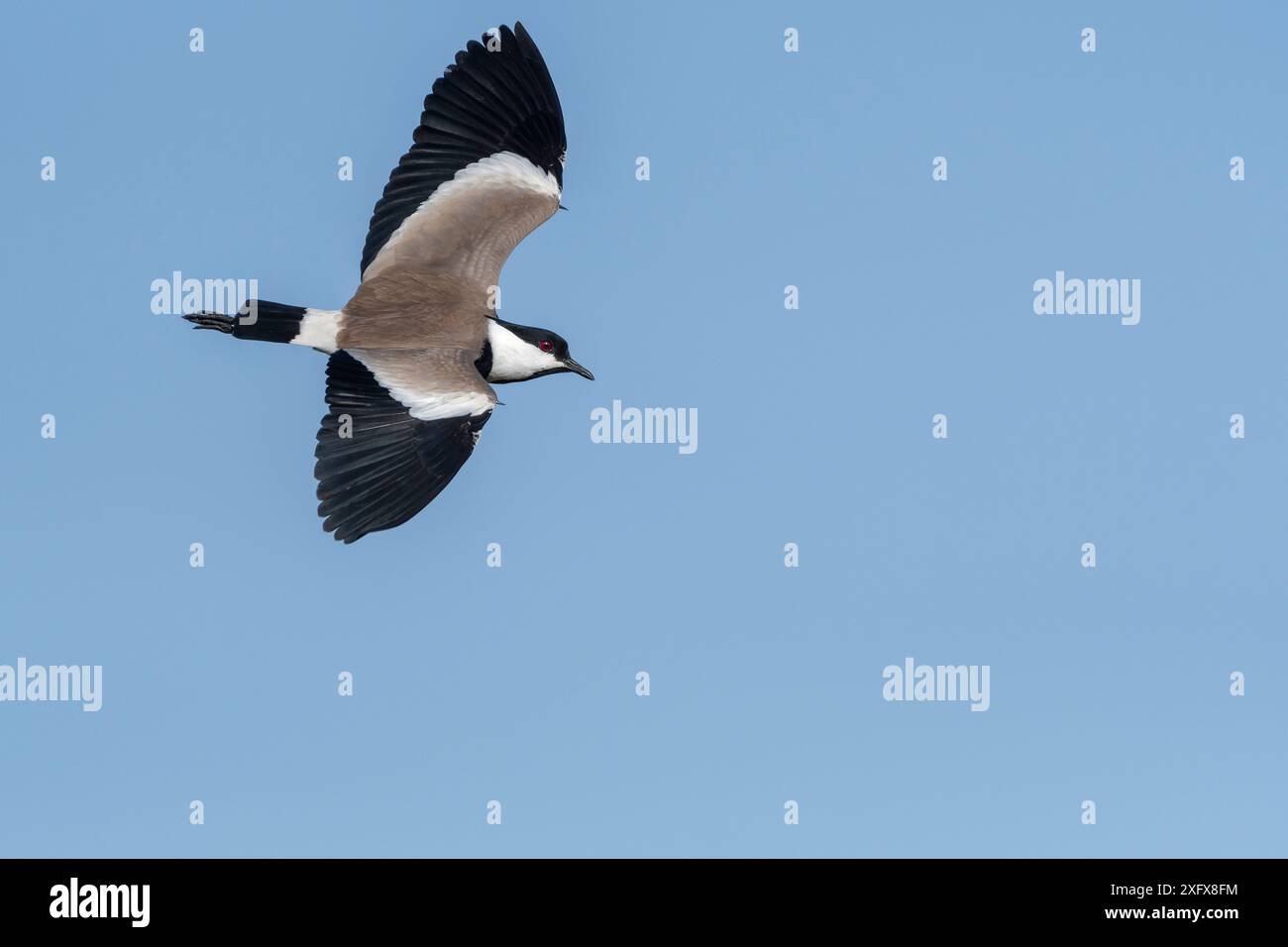 Spur-winged lapwing (Vanellus spinosus) in flight, Gambia Stock Photo ...