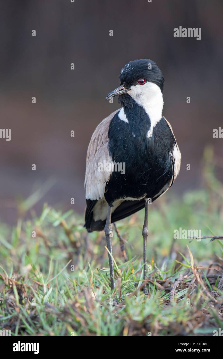 Spur-winged lapwing (Vanellus spinosus), Gambia Stock Photo - Alamy