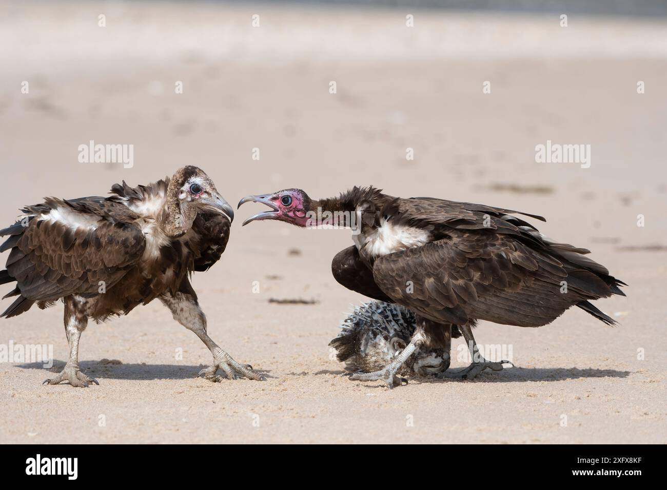 Two vultures fighting hi-res stock photography and images - Alamy
