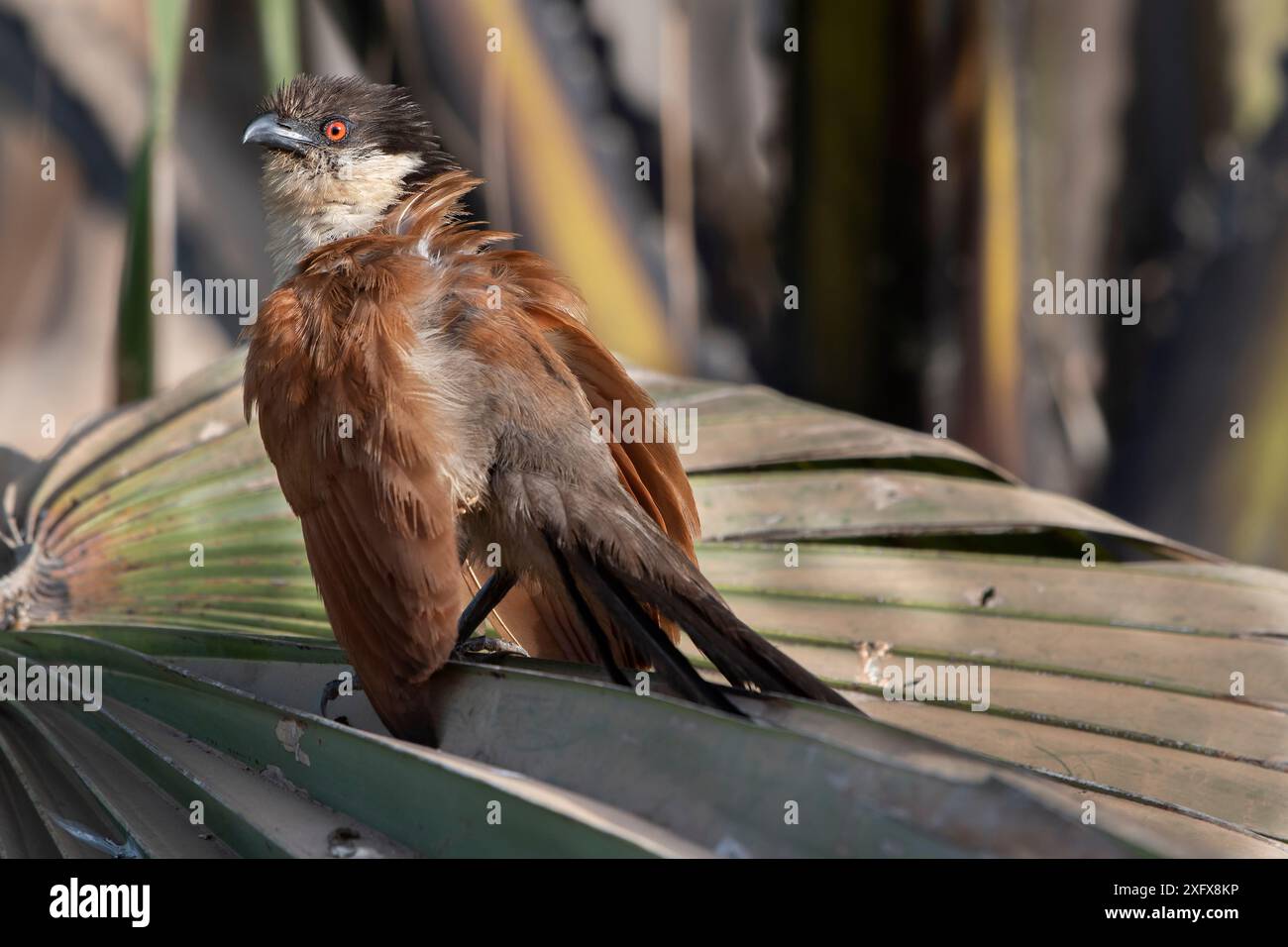 Senegal coucal (Centropus senegalensis) sunbathing on leaf, Gambia ...