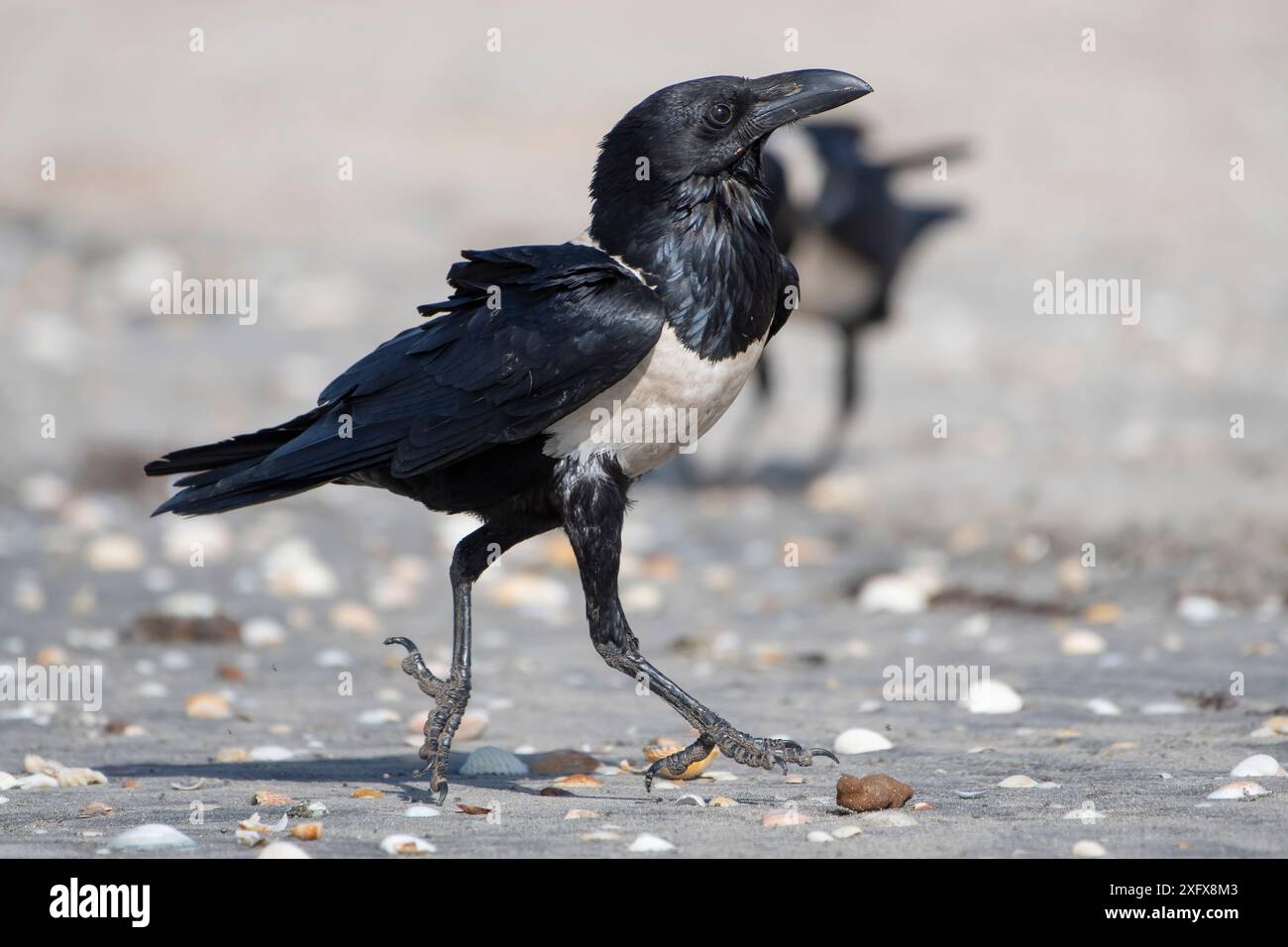 Pied crow (Corvus albus) strutting, Gambia Stock Photo - Alamy