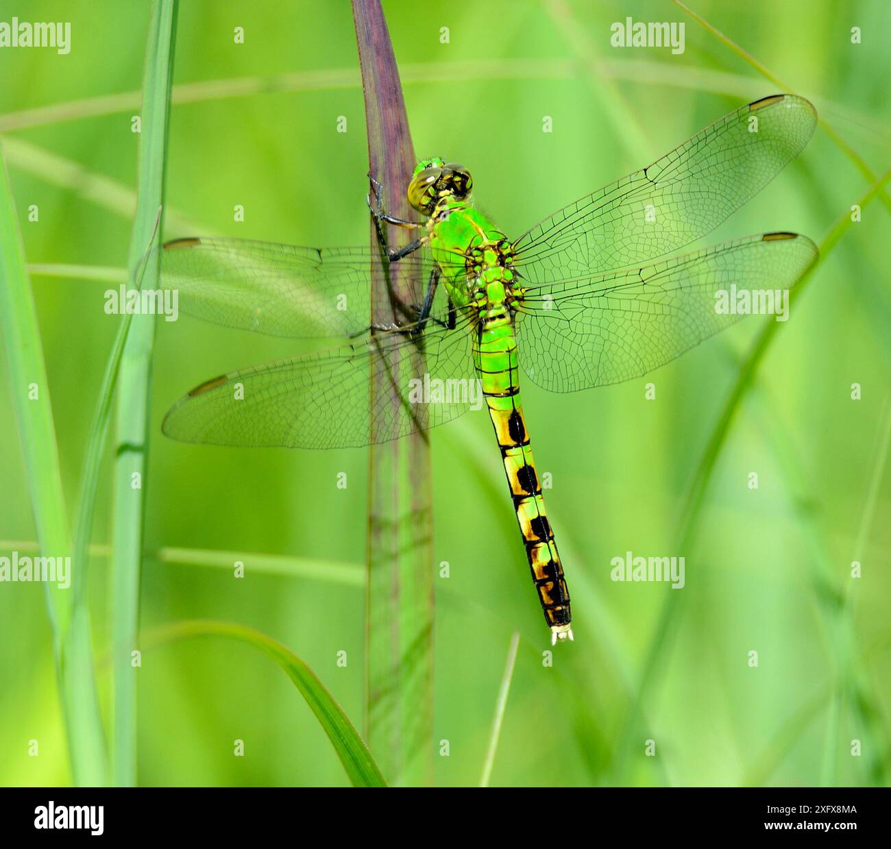 Female Eastern Pondhawk Dragonfly (Erythemis simplicicollis) in an Iowa ...