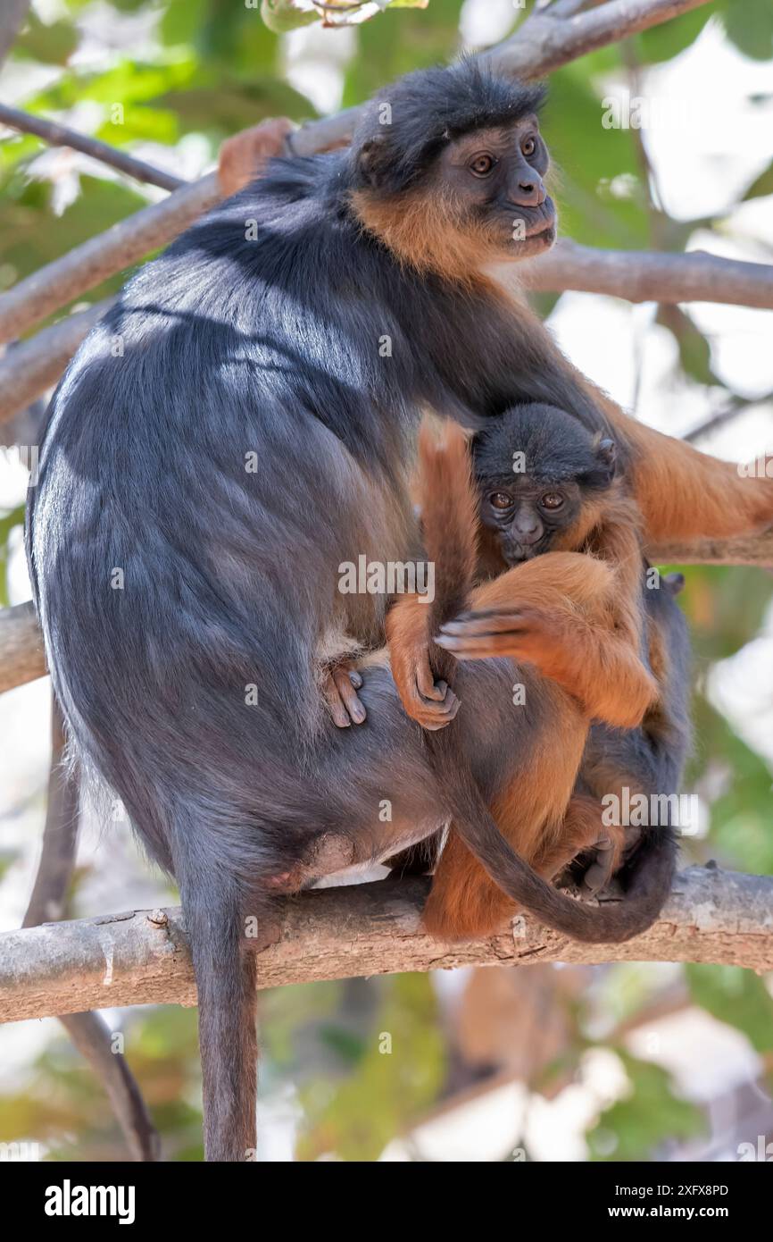 Temminck's western red colobus (Piliocolobus temminckii), mother and ...