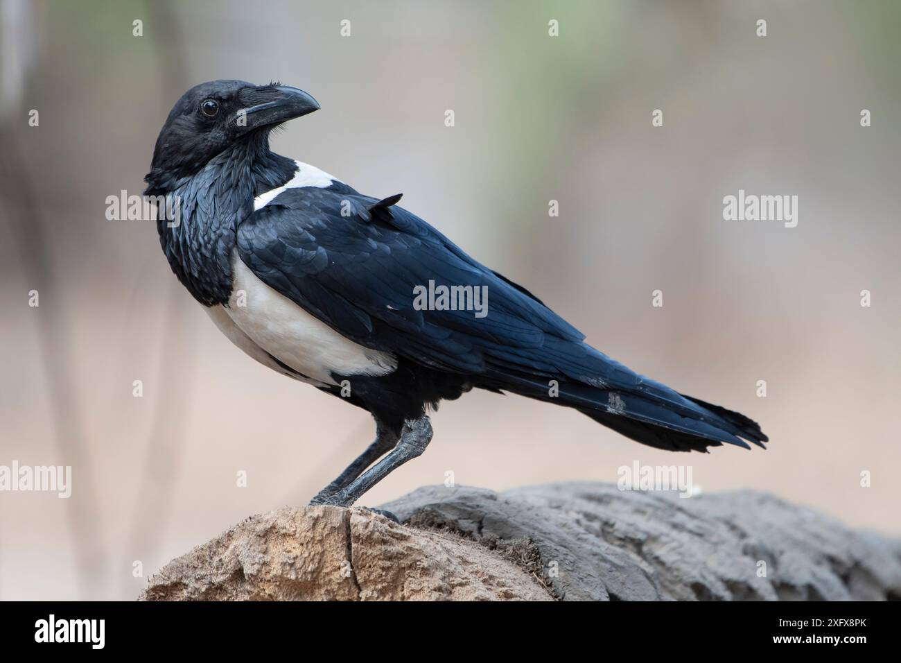 Pied crow (Corvus albus), Gambia Stock Photo - Alamy