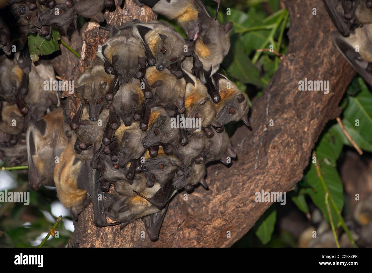 Straw-coloured fruit bat (Eidolon helvum) colony roosting, Lamin ...