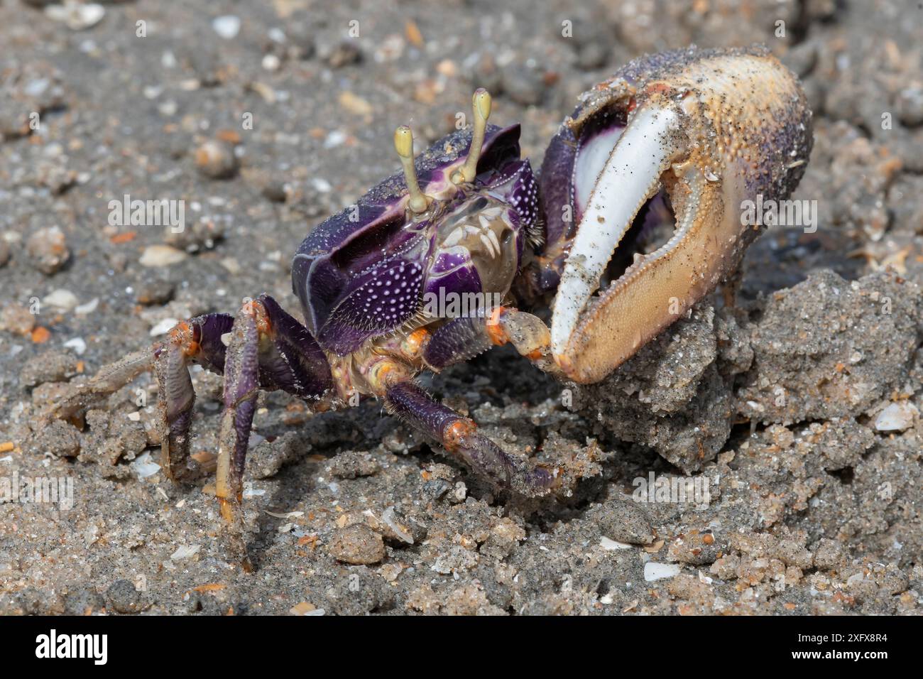 West African fiddler crab (Uca tangeri) male with large claw, Gambia ...