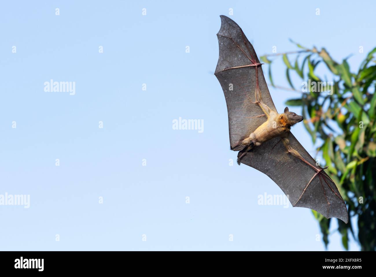 African straw coloured fruit bat hi-res stock photography and images ...