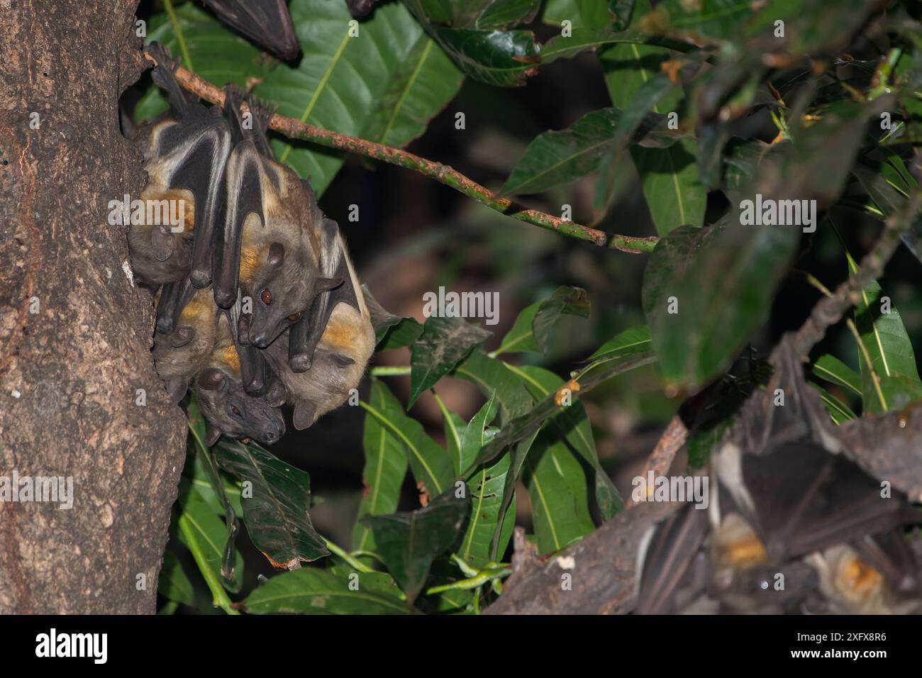 Straw-coloured fruit bat (Eidolon helvum), group roosting. Lamin ...