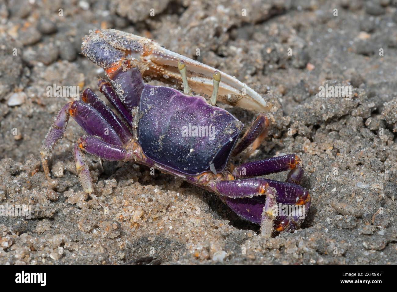 West African fiddler crab (Uca tangeri), Gambia Stock Photo - Alamy