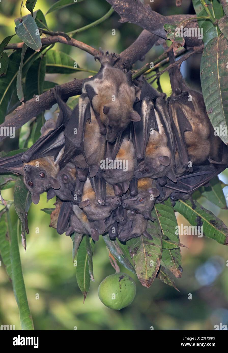 Straw-coloured fruit bat (Eidolon helvum) colony roosting, Lamin ...