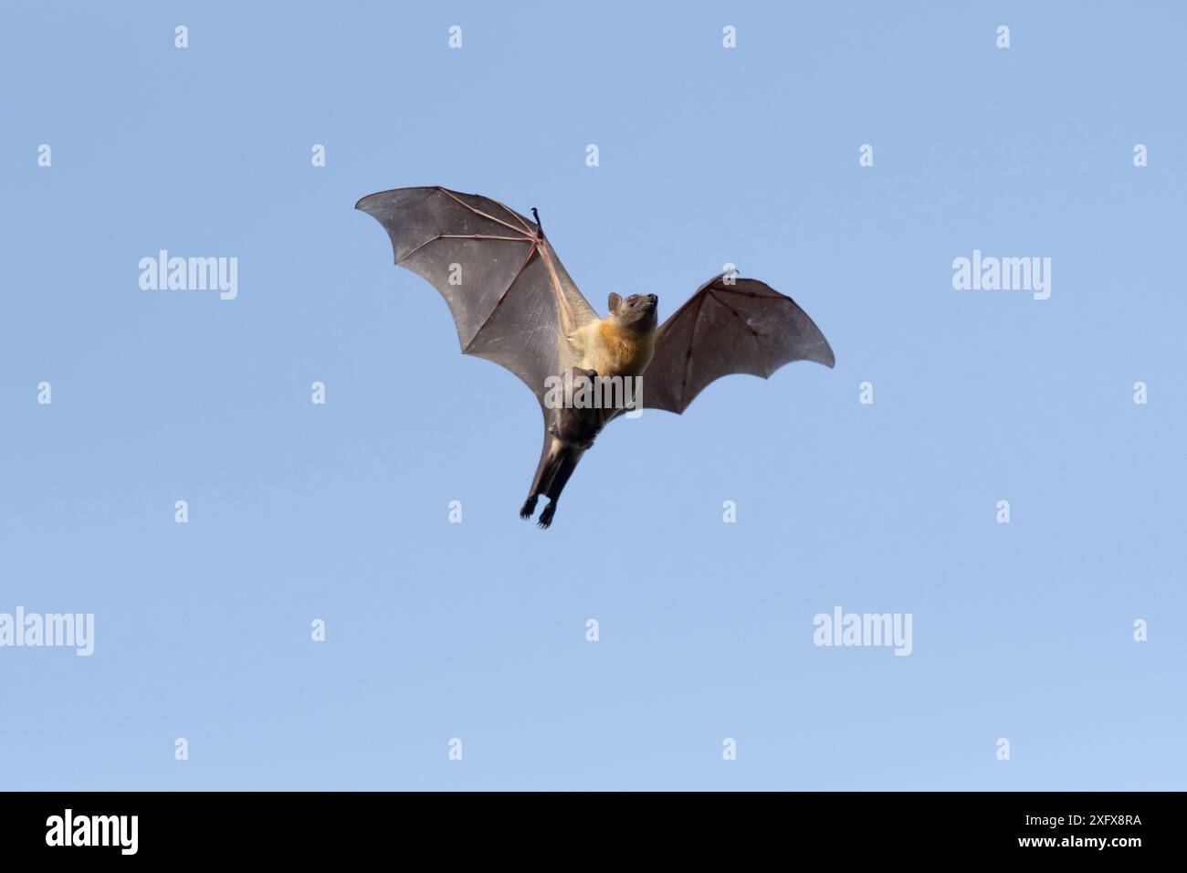Straw-coloured fruit bat (Eidolon helvum), female flying carrying pup ...