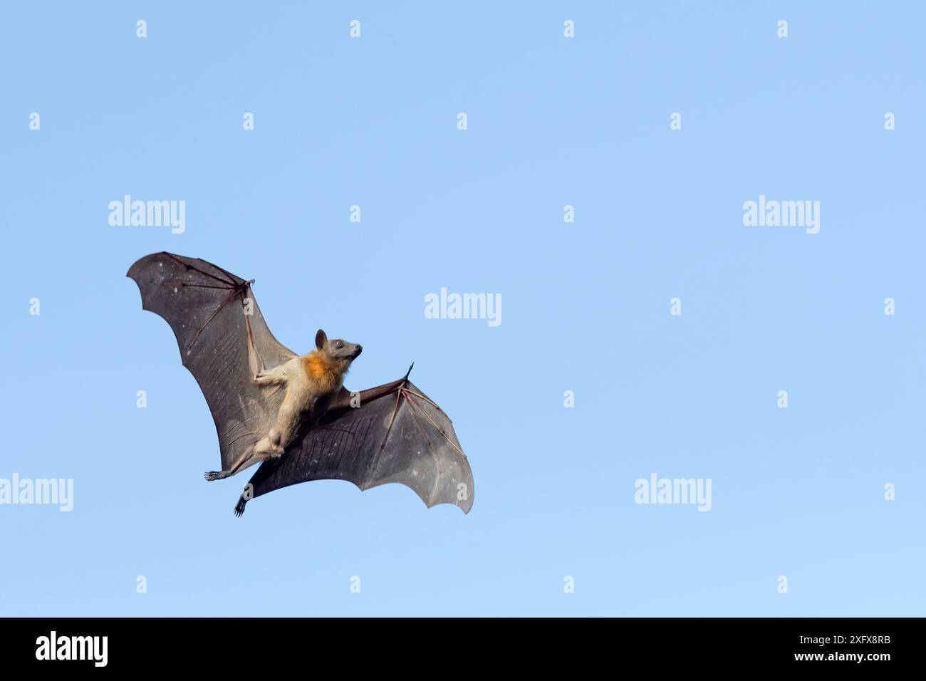 Straw-coloured fruit bat (Eidolon helvum), male flying, Lamin, Gambia ...