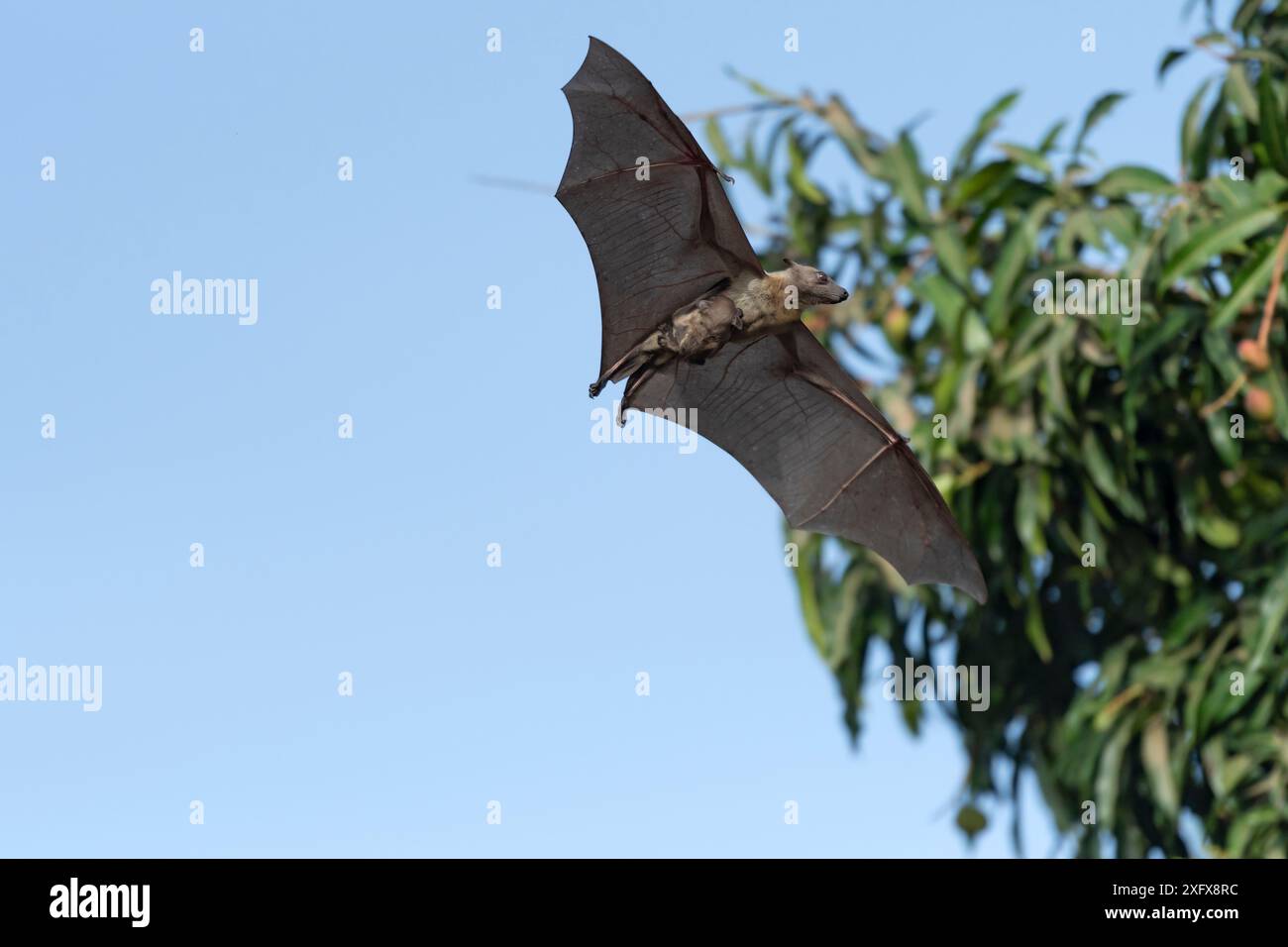 Straw coloured fruit bat baby hi-res stock photography and images - Alamy