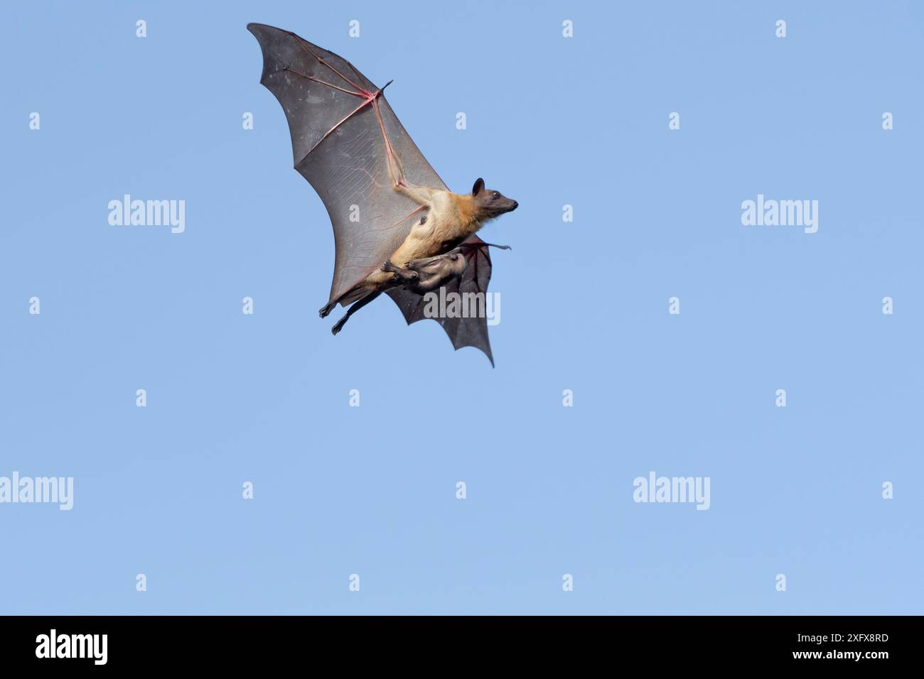 Straw-coloured fruit bat (Eidolon helvum), female flying carrying pup ...