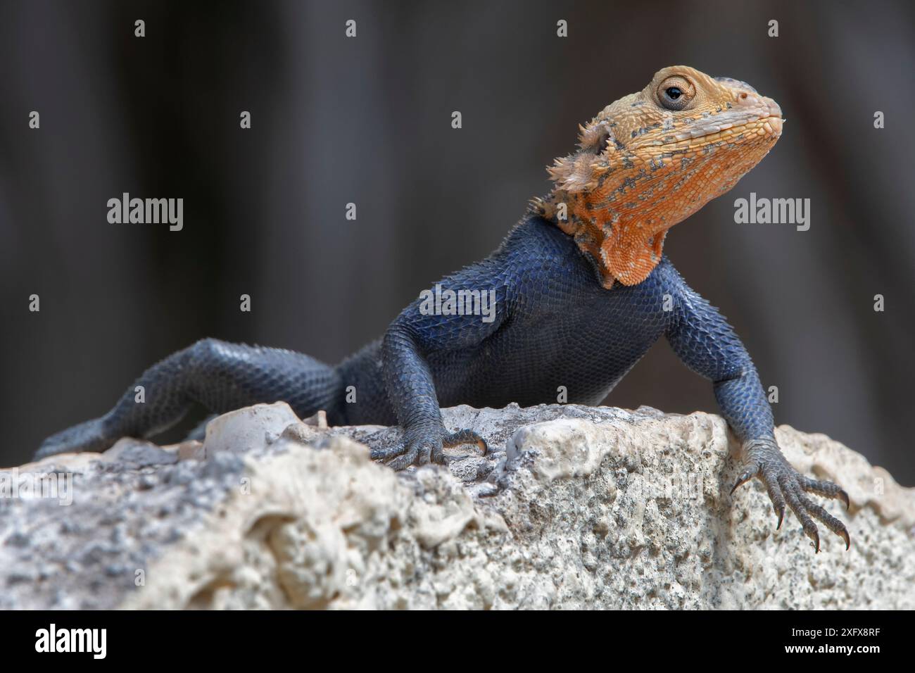 Rainbow lizard (Agama agama), Gambia Stock Photo - Alamy