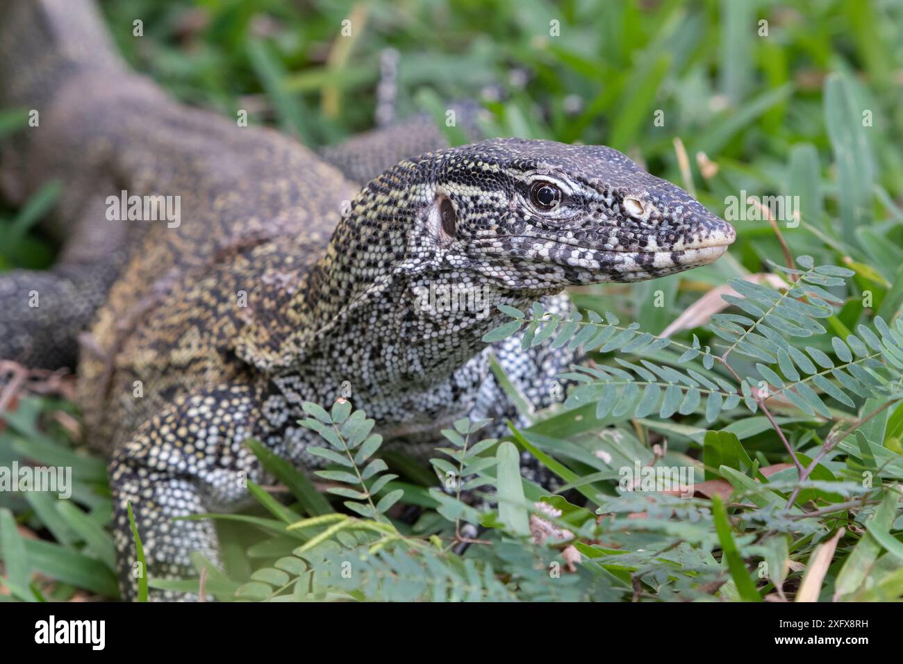 Nile monitor (Varanus niloticus), Gambia Stock Photo - Alamy