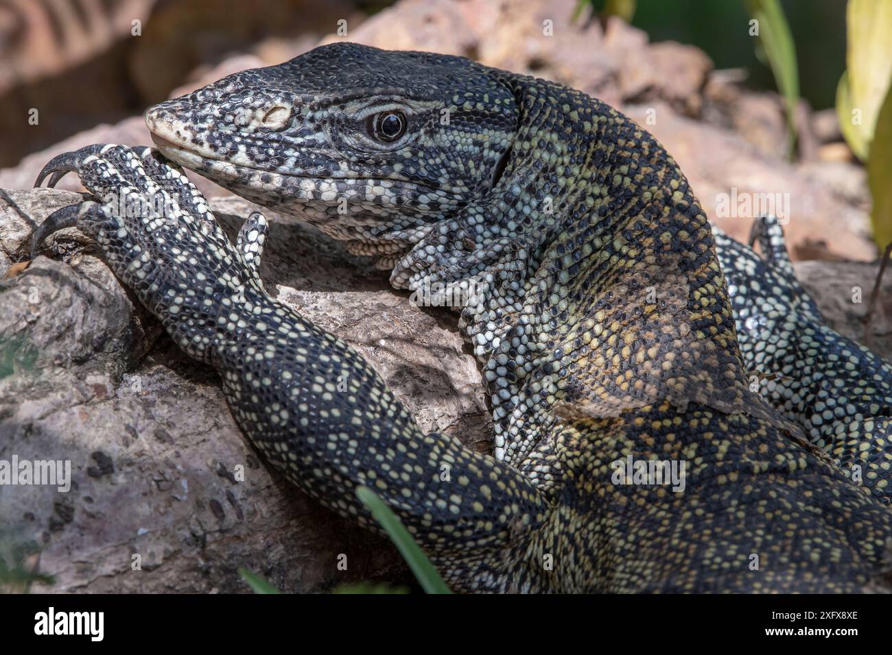 Nile monitor (Varanus niloticus), Gambia Stock Photo - Alamy