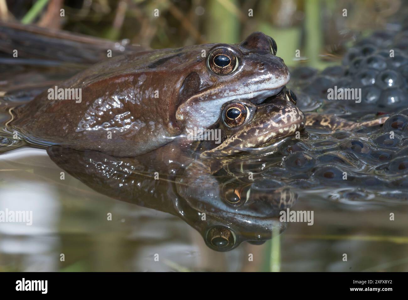 Common frog (Rana temporaria) mating, Brasschaat, Belgium. March Stock ...