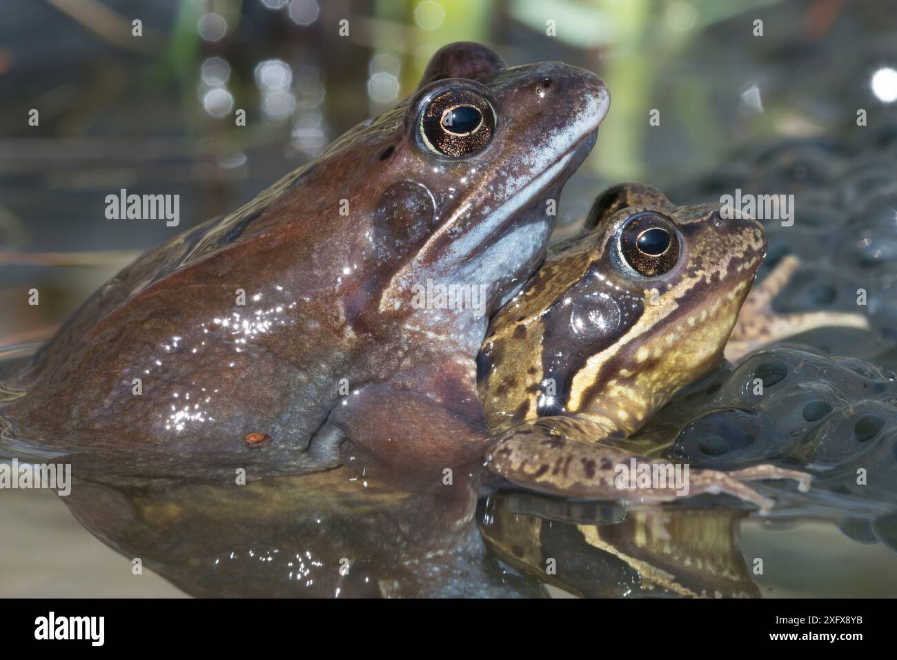 Common frog (Rana temporaria) mating, Brasschaat, Belgium. March Stock ...