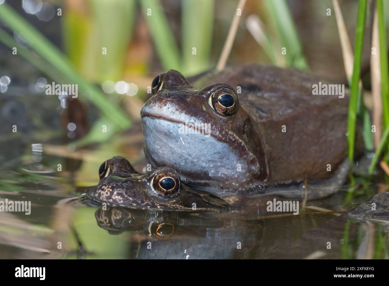 Common frog (Rana temporaria) pair mating, Brasschaat, Belgium, March ...