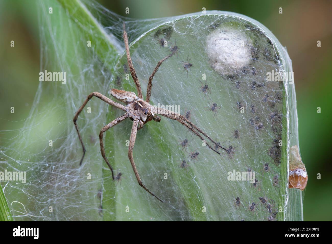 Nursery web spider (Pisaura mirabilis), female looking after ...