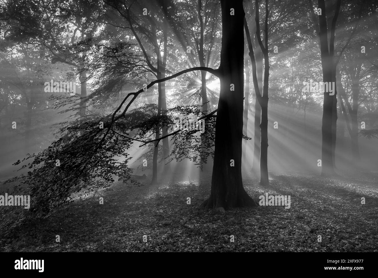 Beech woodland (Fagus sylvatica) with sun rays shining through, black ...
