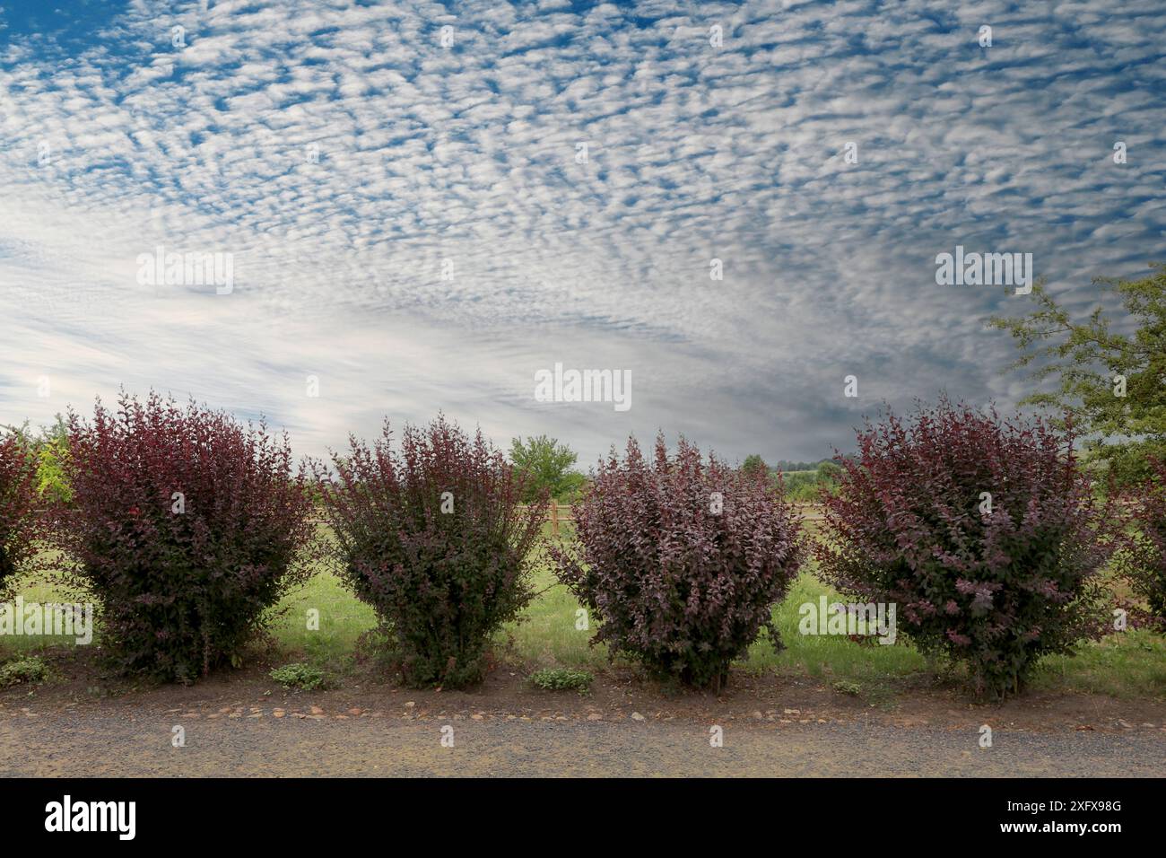 Six red bushes near the road against the green nature of the white sky ...