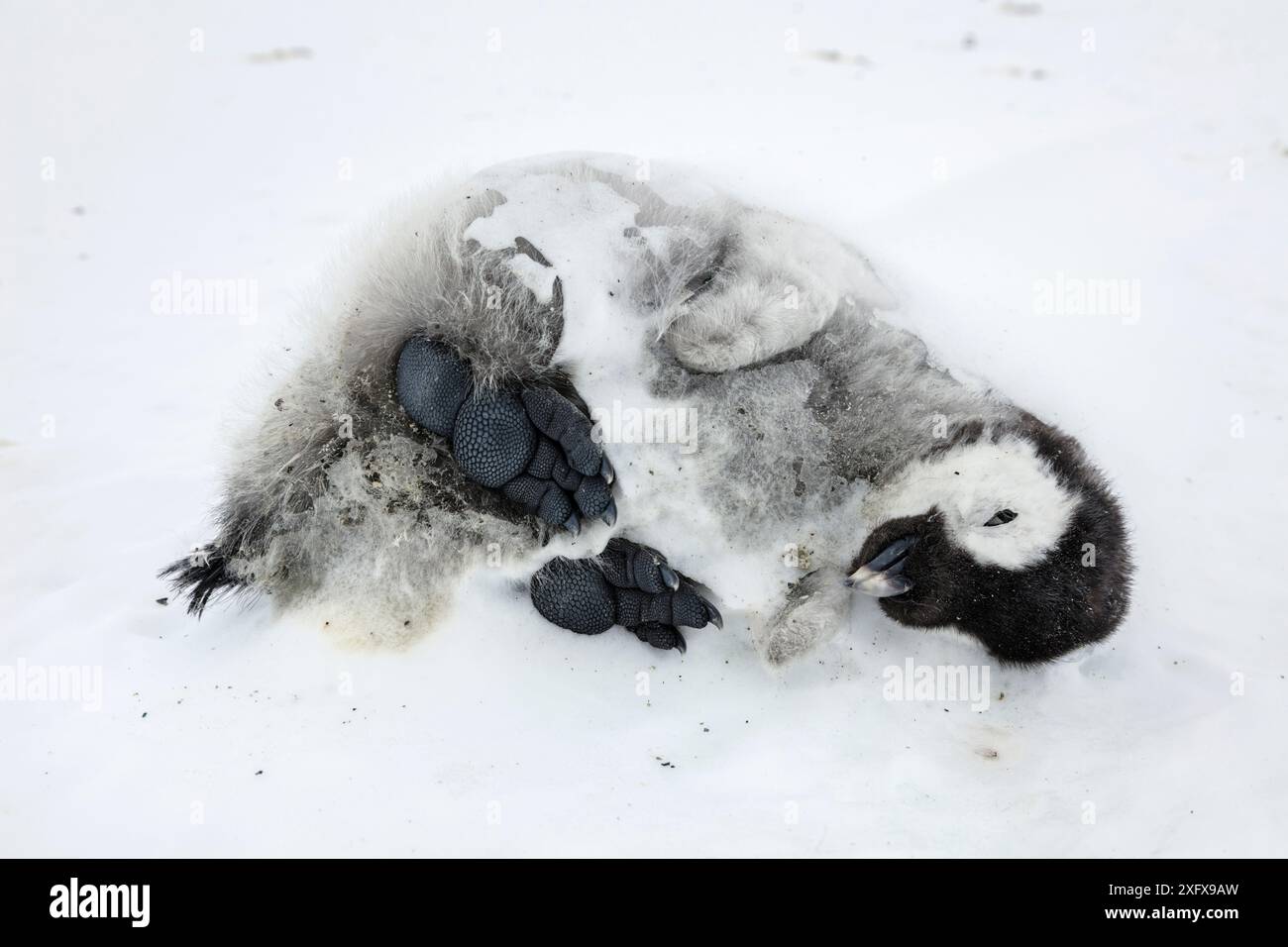 Dead penguin hi-res stock photography and images - Alamy