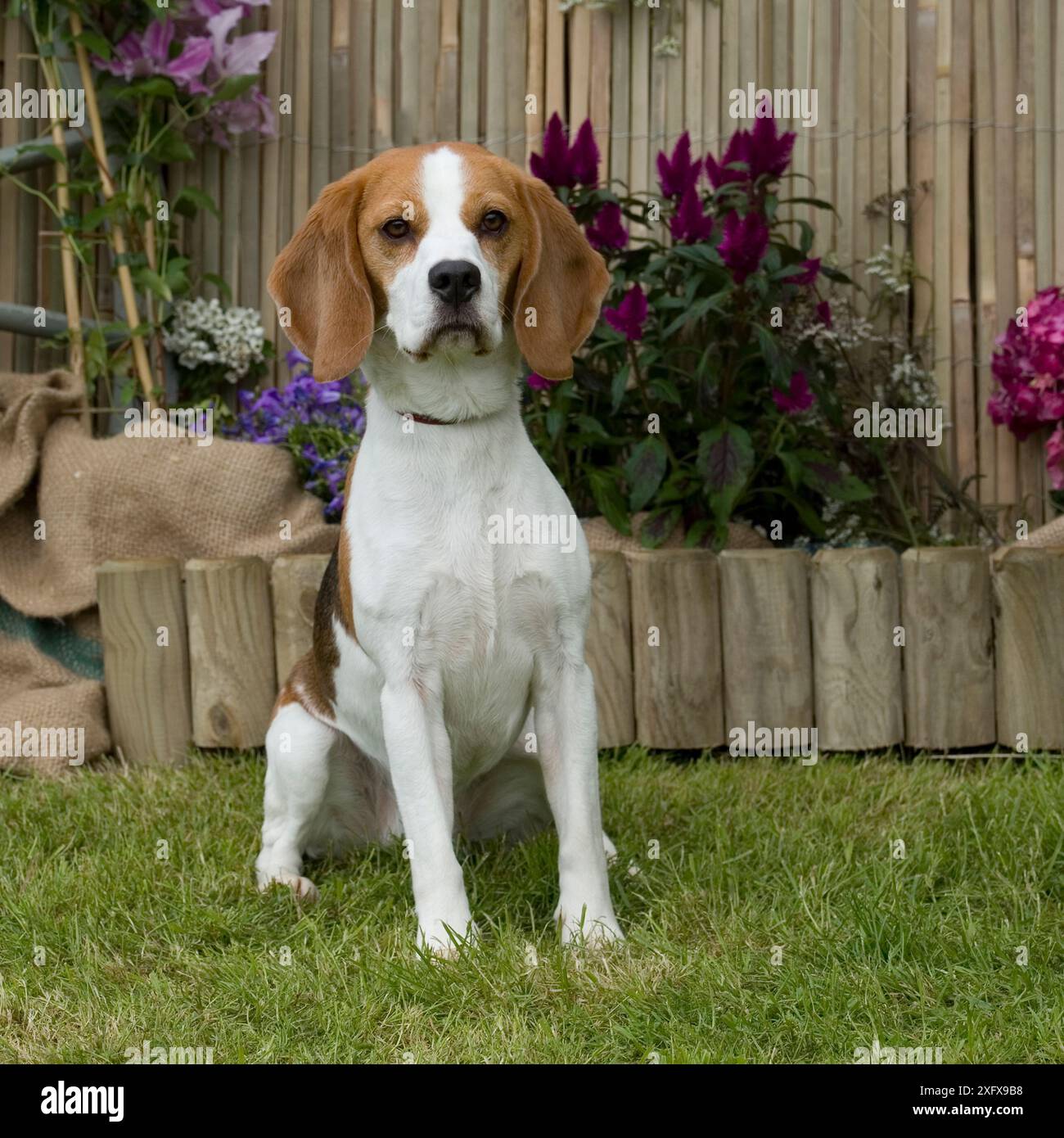 Sitting beagle hi-res stock photography and images - Alamy