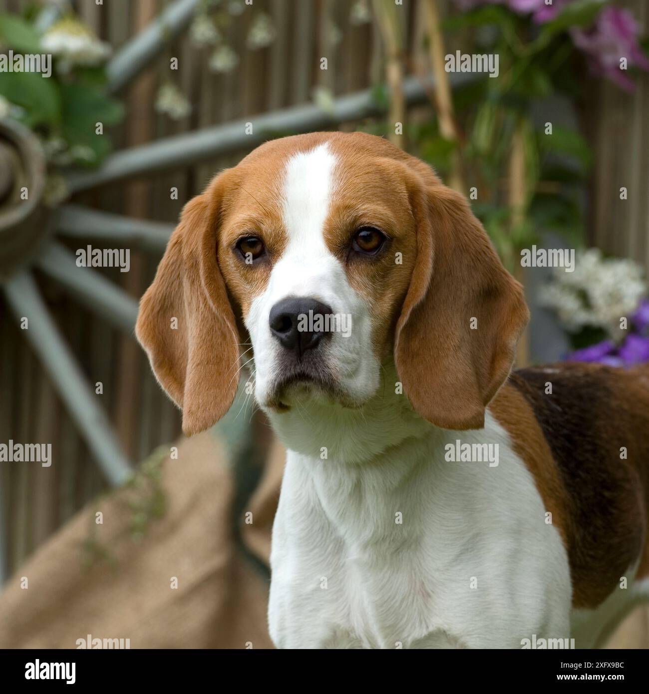 Portrait beagle looking camera hi-res stock photography and images - Alamy