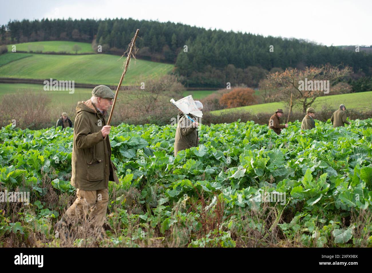 beaters on a pheasant shoot in cover crop Stock Photo - Alamy