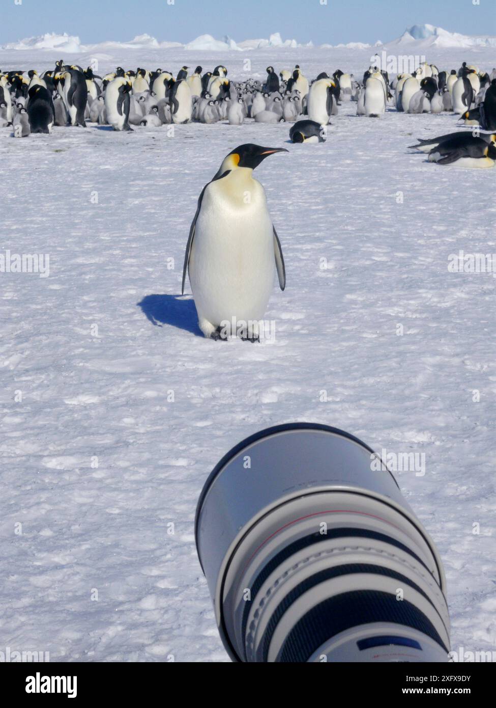 Canon camera long lens of wildlife photographer Sue Flood (out of shot ...
