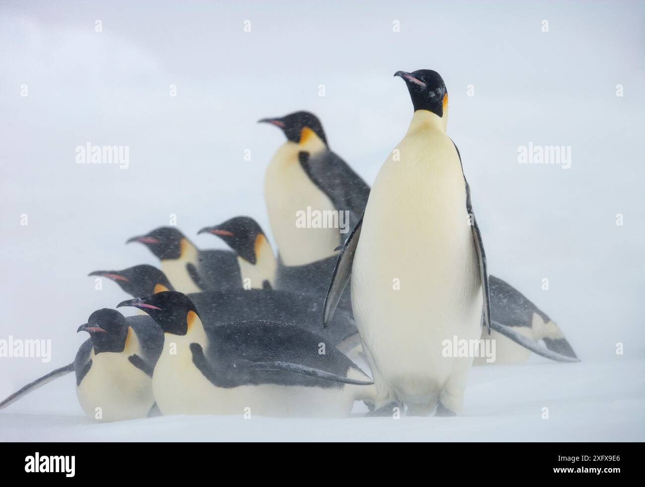Emperor penguins group huddle hi-res stock photography and images - Alamy