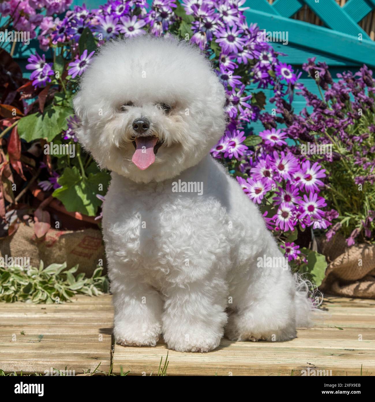 Adult male bichon frise dog hi-res stock photography and images - Alamy