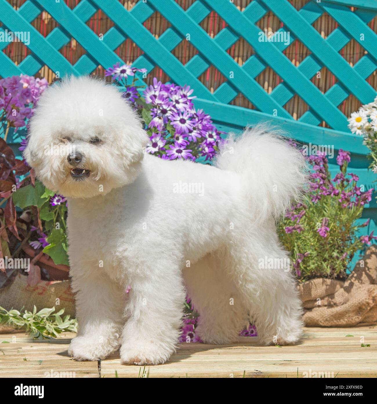 Adult male bichon frise dog hi-res stock photography and images - Alamy