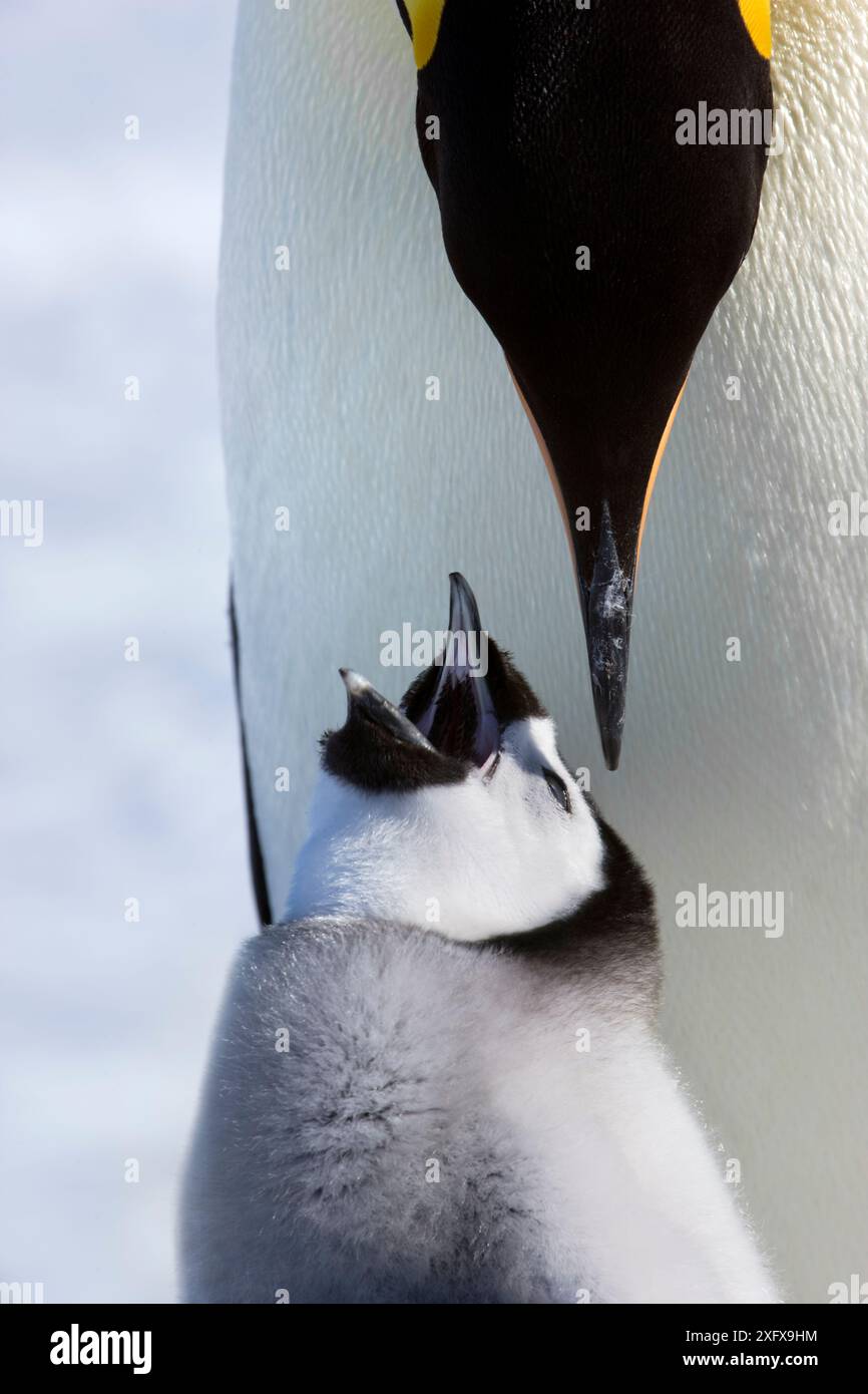Emperor penguin feeding chick hi-res stock photography and images - Alamy