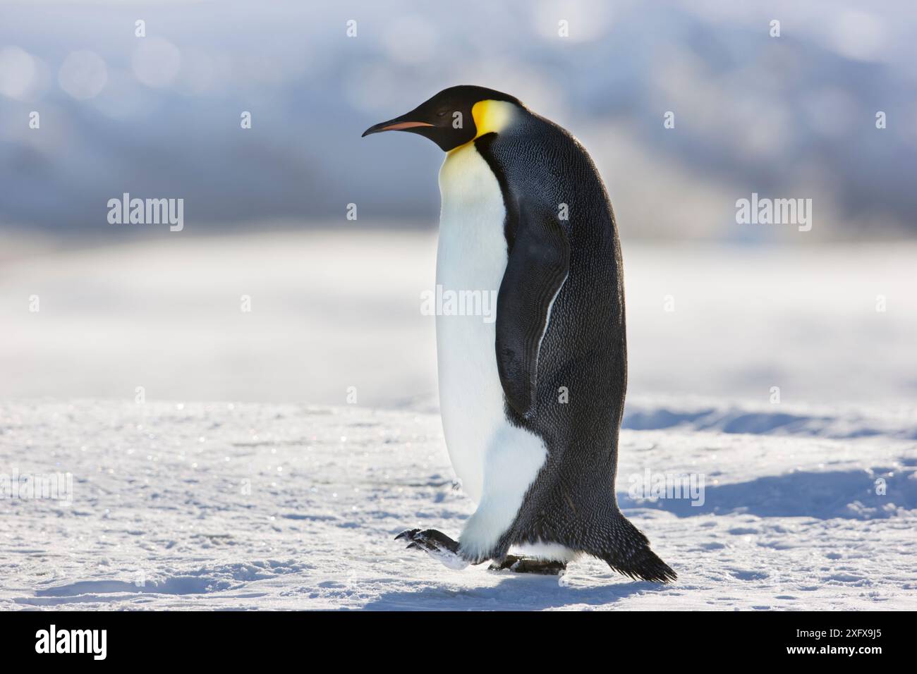 Emperor penguin (Aptenodytes forsteri) walking at Cape Colbeck, Ross ...