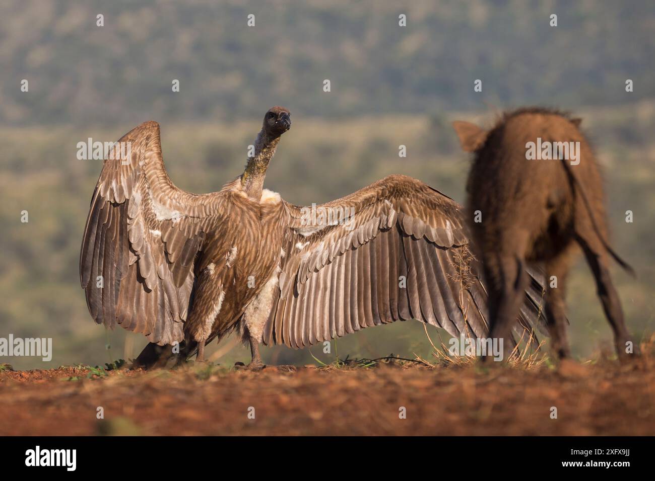Whitebacked vultures (Gyps africanus) threat display to Warthog ...