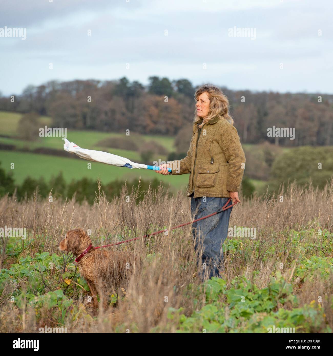 Male and female pheasant hi-res stock photography and images - Alamy
