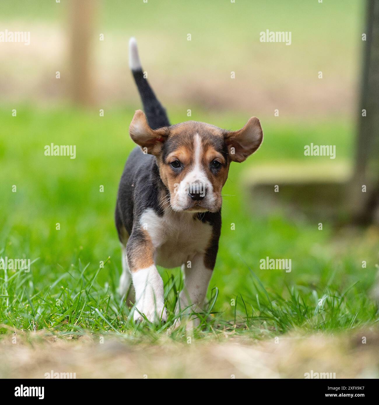 Foxhound puppy hi-res stock photography and images - Alamy
