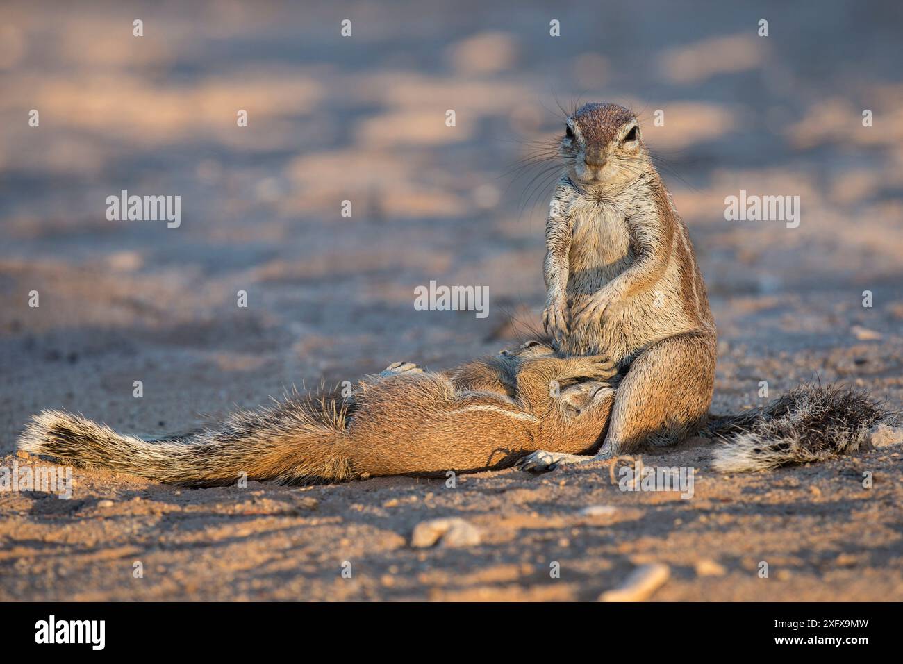Ground squirrel (Xerus inauris) suckling young, Kgalagadi Transfrontier ...