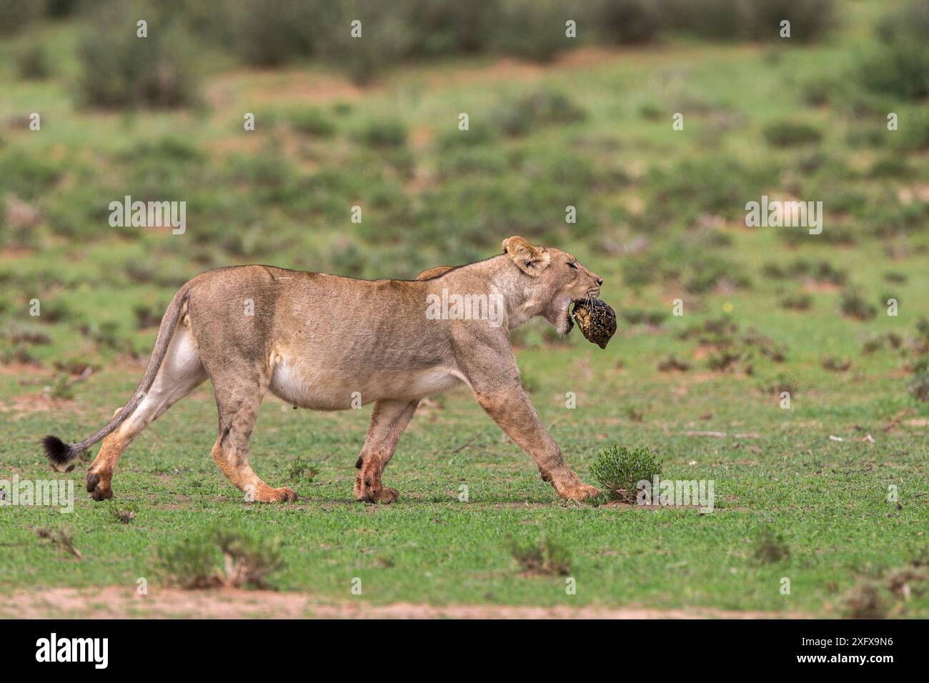 Pregnant Lioness (Panthera leo) carrying leopard tortoise (Stigmochelys ...