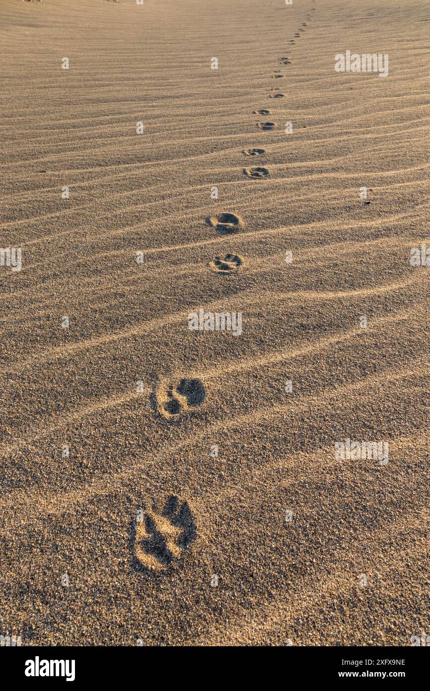 Animal footprints in desert hi-res stock photography and images - Alamy