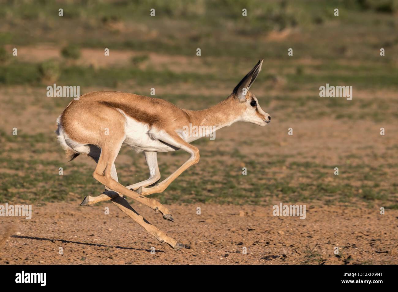 Springbok (Antidorcas marsupialis) calf running, Kgalagadi ...