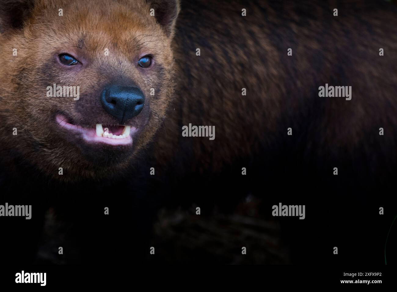 Bush dog (Speothos venaticus) portrait. Occurs in Central and South ...