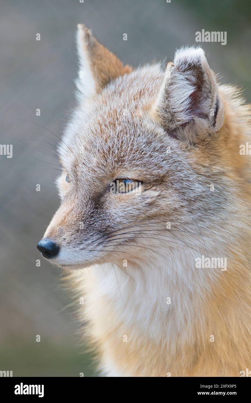 Corsac fox (Vulpes corsac) portrait. Occurs in Central Asia. Captive ...