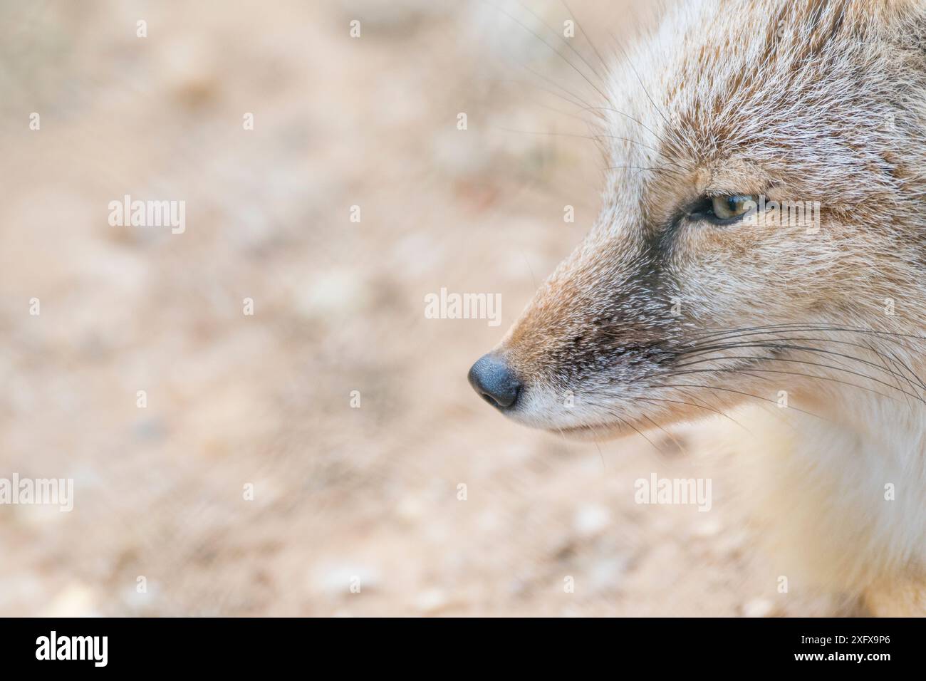 Central asian mammals hi-res stock photography and images - Alamy