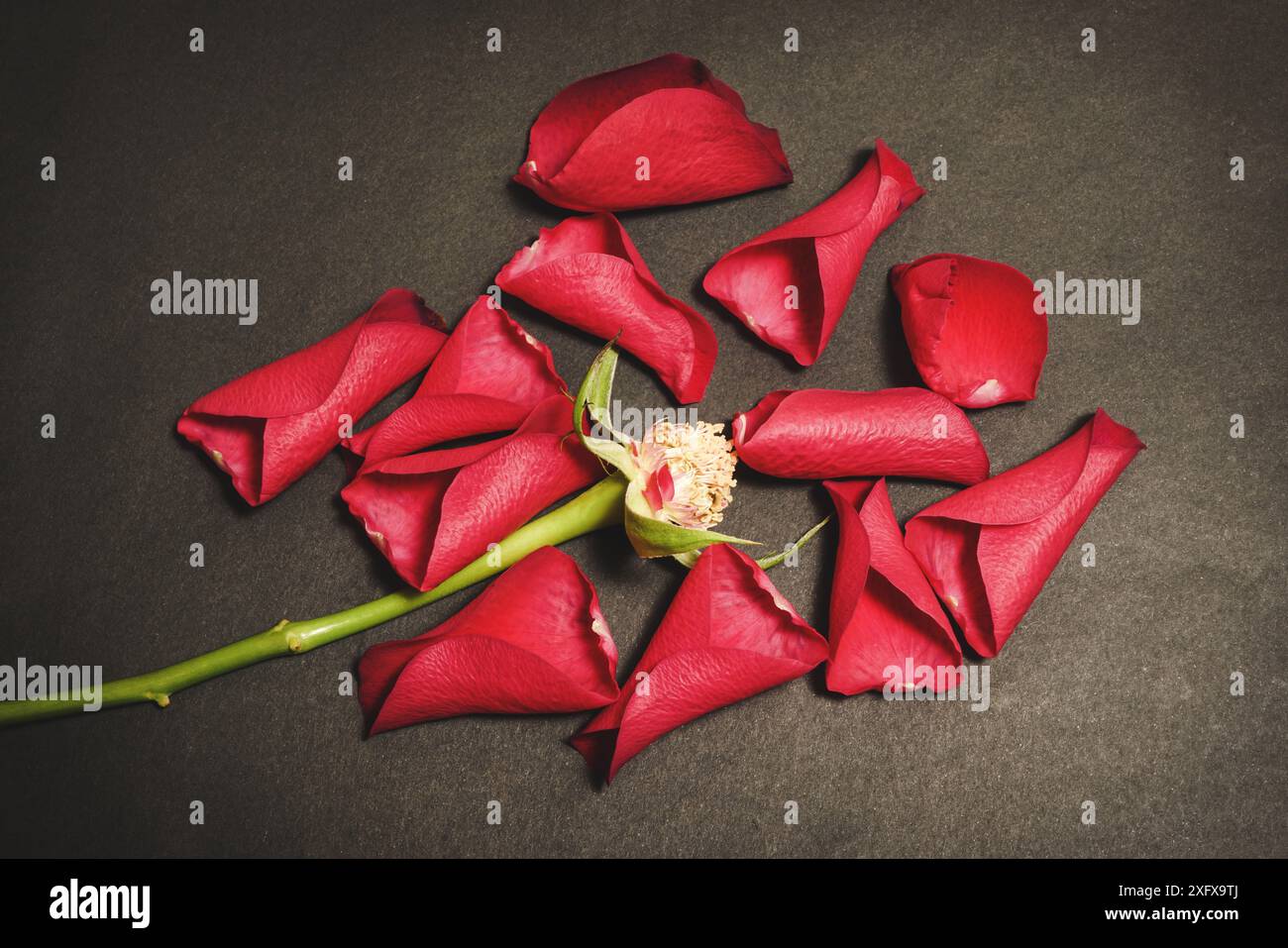 Horizontal photo of a rose stem, surrounded by red rose petals, lies on ...