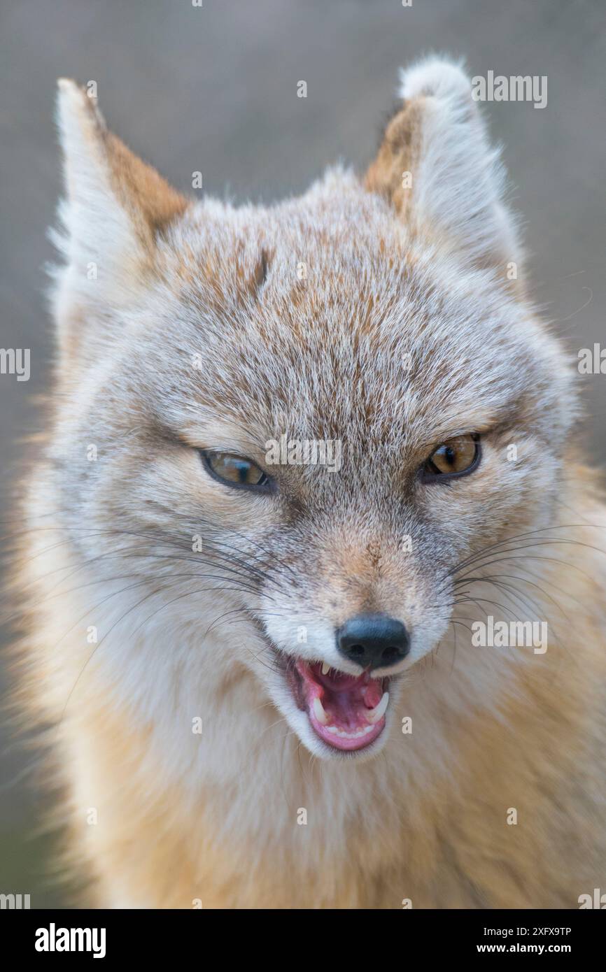 Central asian portraits hi-res stock photography and images - Alamy